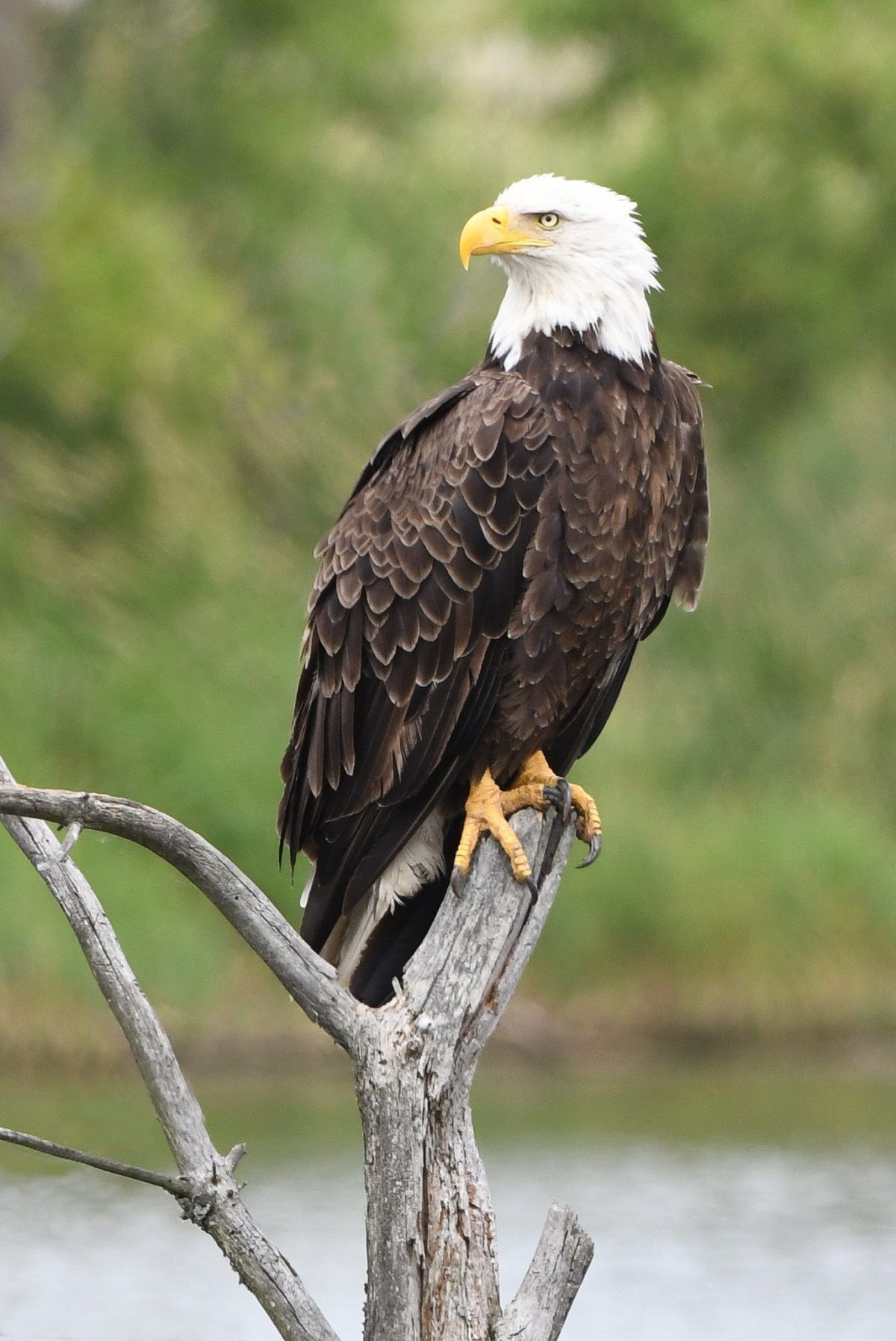 Bald eagle officially designated as the United States National Bird ...