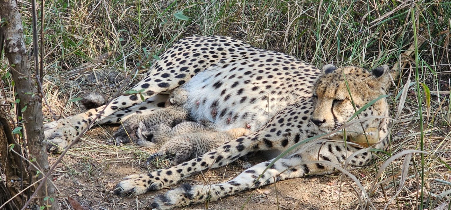 South African Cheetah Gamini gives birth to 3 cubs at Kuno National ...